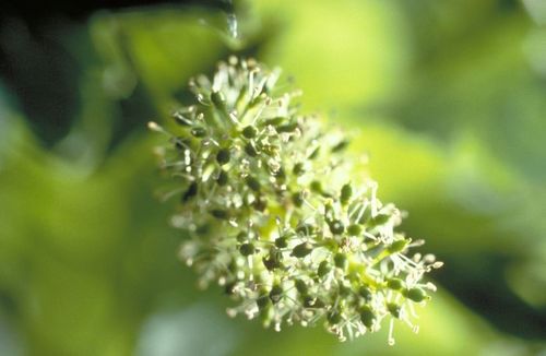 La Fleur de vigne | Château Fougas